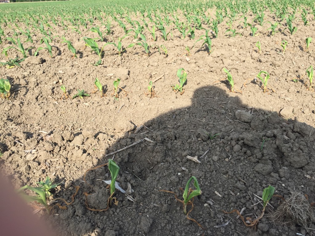 Frost Damaged Crops. - LA-LYN