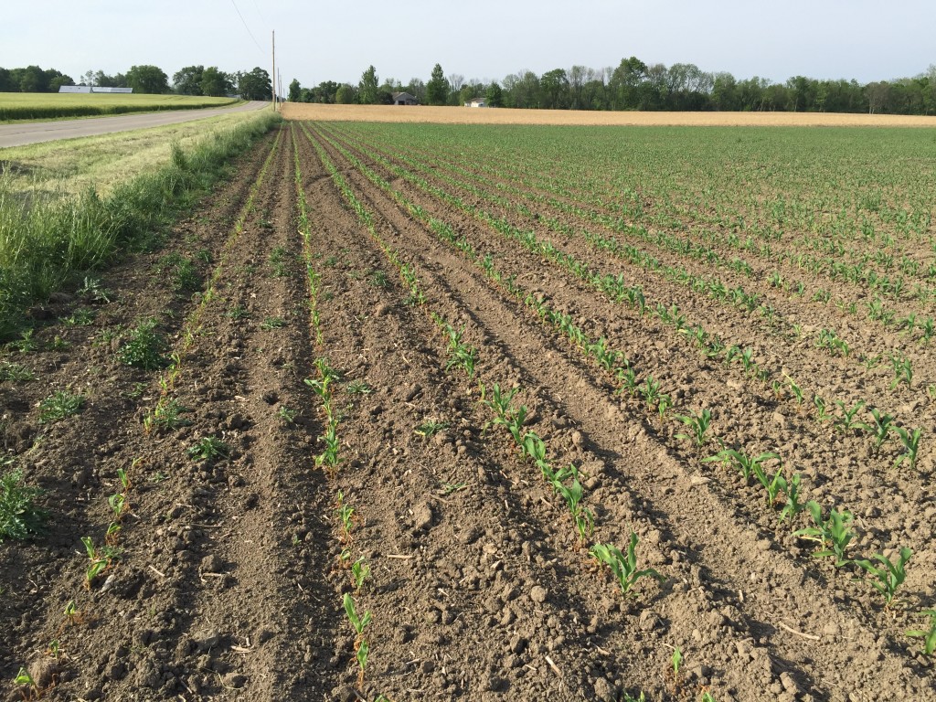 Frost Damaged Crops. - LA-LYN